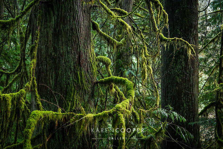 Back to Nature – Karen Cooper Gallery