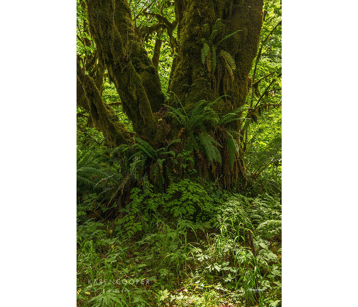 Old Growth Maple | Karen Cooper Gallery